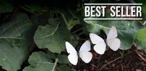 Cabbage Moth Decoys - Gardening 4 Kids